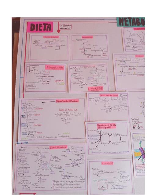 Rutas Metabólicas | Brenda Espinoza | uDocz