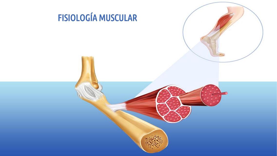 Fisiología del Músculo | Dariel Martinez | uDocz