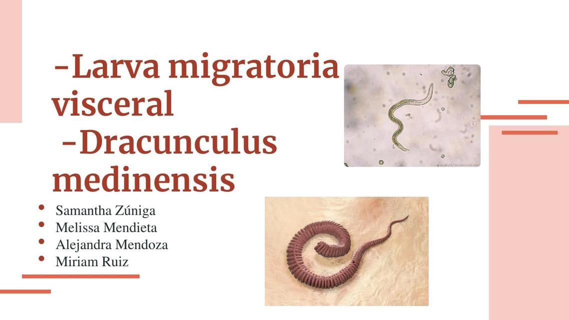 Larva Migrans Visceral Fotos - BRAINCP