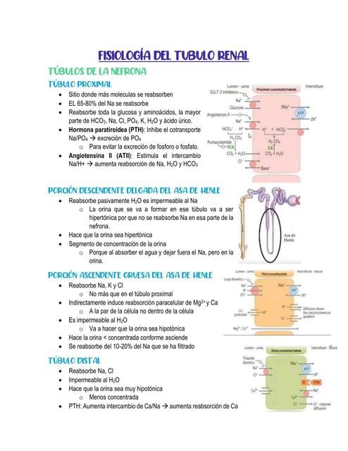 Fisiología del Túbulo Renal | Johana Choc Salvador | uDocz