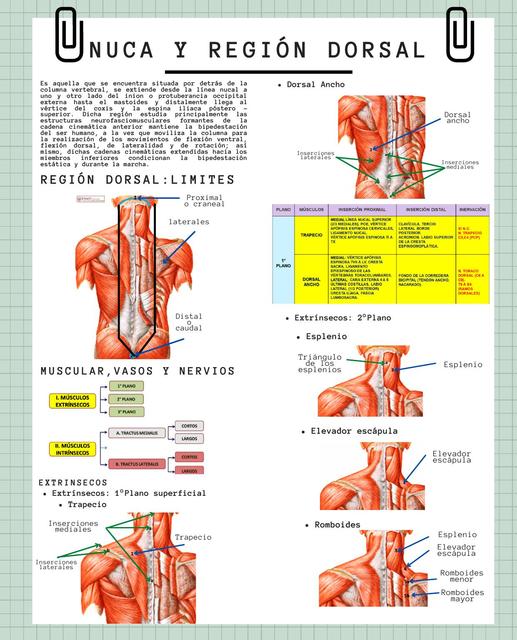 Nuca y región dorsal | Natalie Sosa | uDocz
