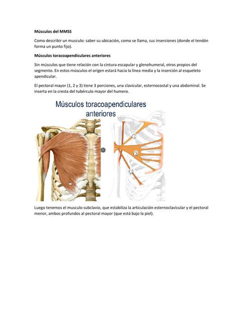 Músculos del MMSS | Cristóbal Cordova | uDocz
