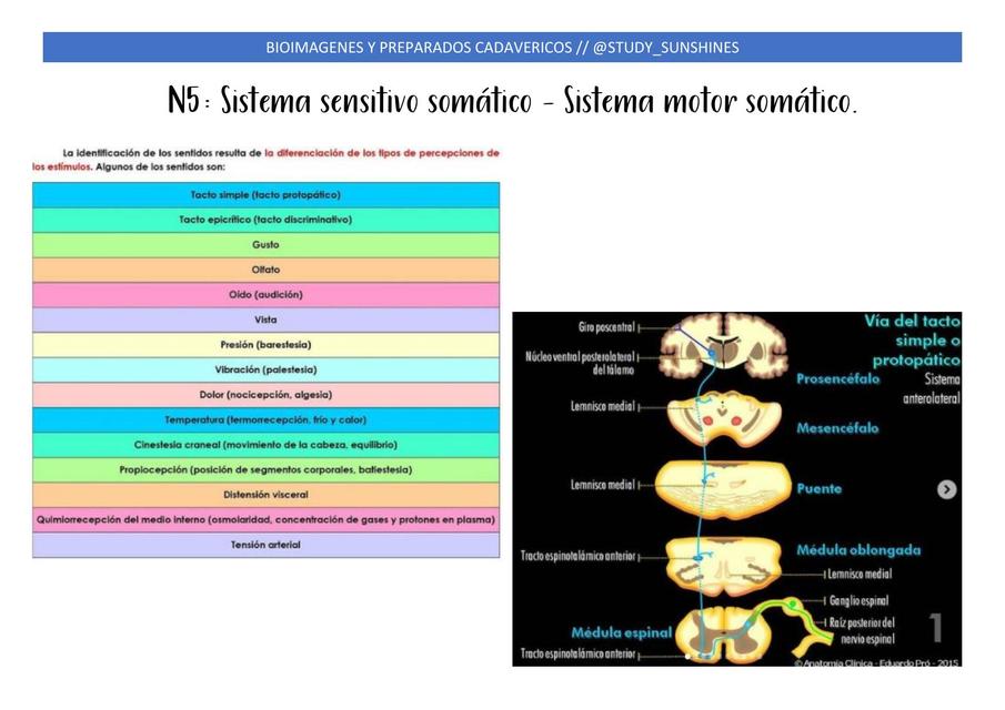 Sistemas somáticos sensitivo y motor