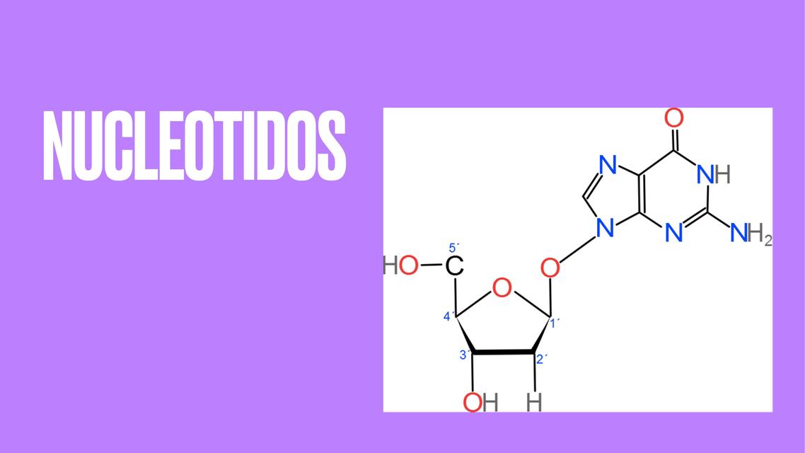 Nucleótidos | Sammy | uDocz
