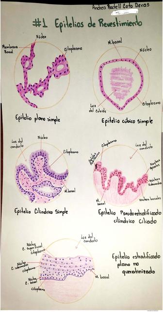 Laboratorio histología 1er parcial(Placas Rotuladas) | Andrea Deras | uDocz