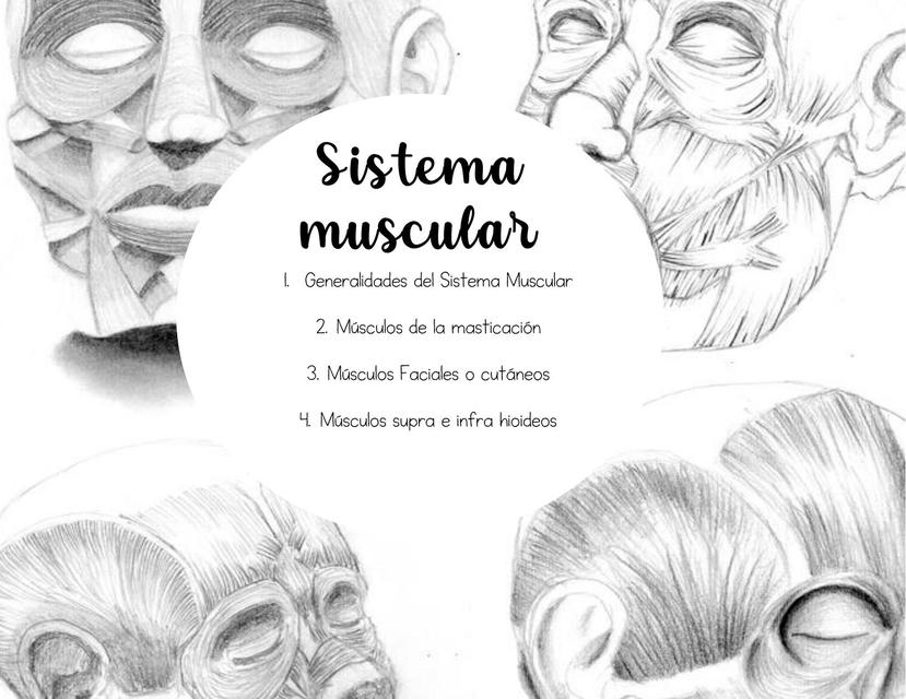 Músculos de la cara - Músculos masticadores - Músculos cutáneos ...