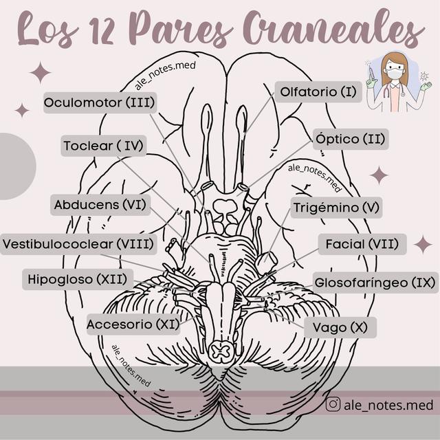 Pares craneales | Alejandra Sernaque Herrera | uDocz