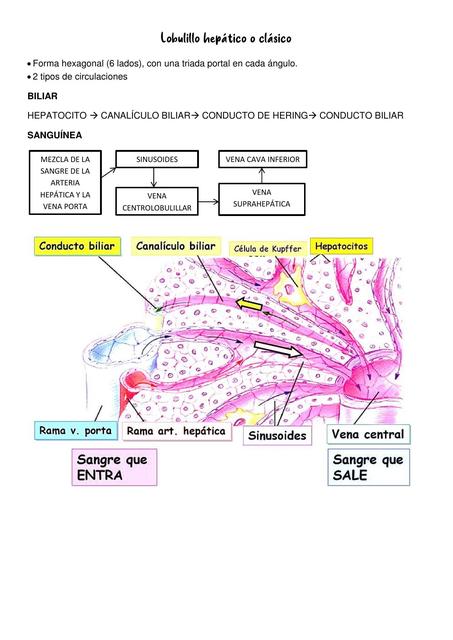 Resúmenes de Lobulillos hepáticos | Descarga apuntes de Lobulillos ...