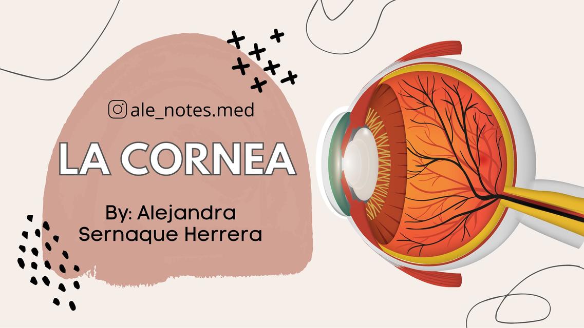 La cornea | Alejandra Sernaque Herrera | uDocz
