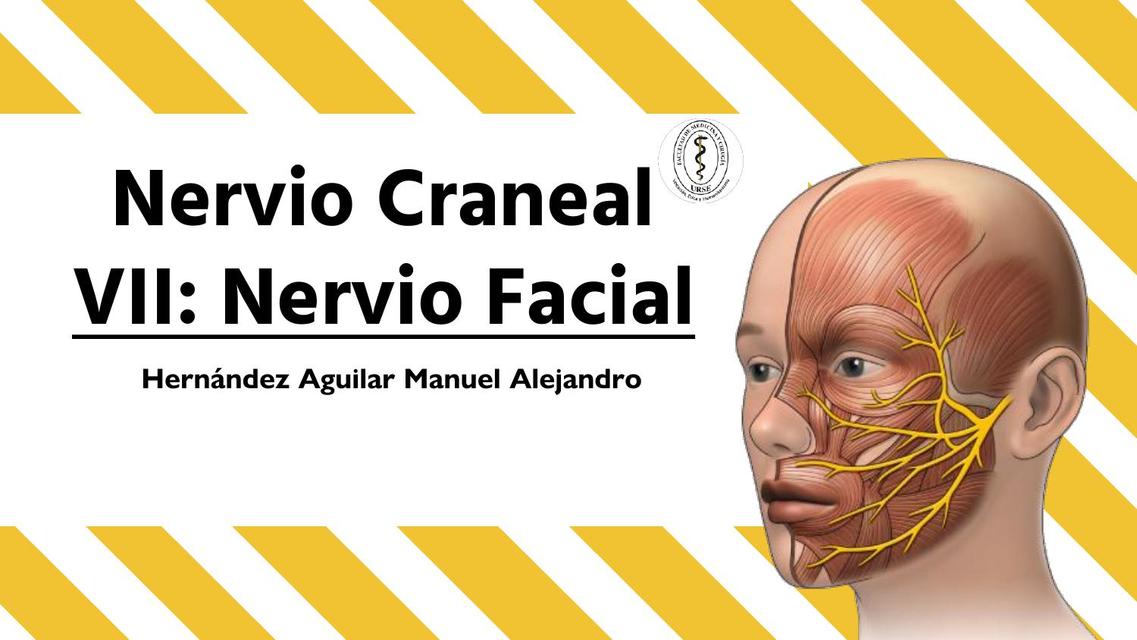 VII Par Craneal: Nervio Facial | Ale Hernández | uDocz