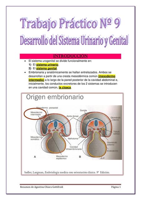(9) Trabajo Práctico Nº 9 - Desarrollo del sistema urinario y genital