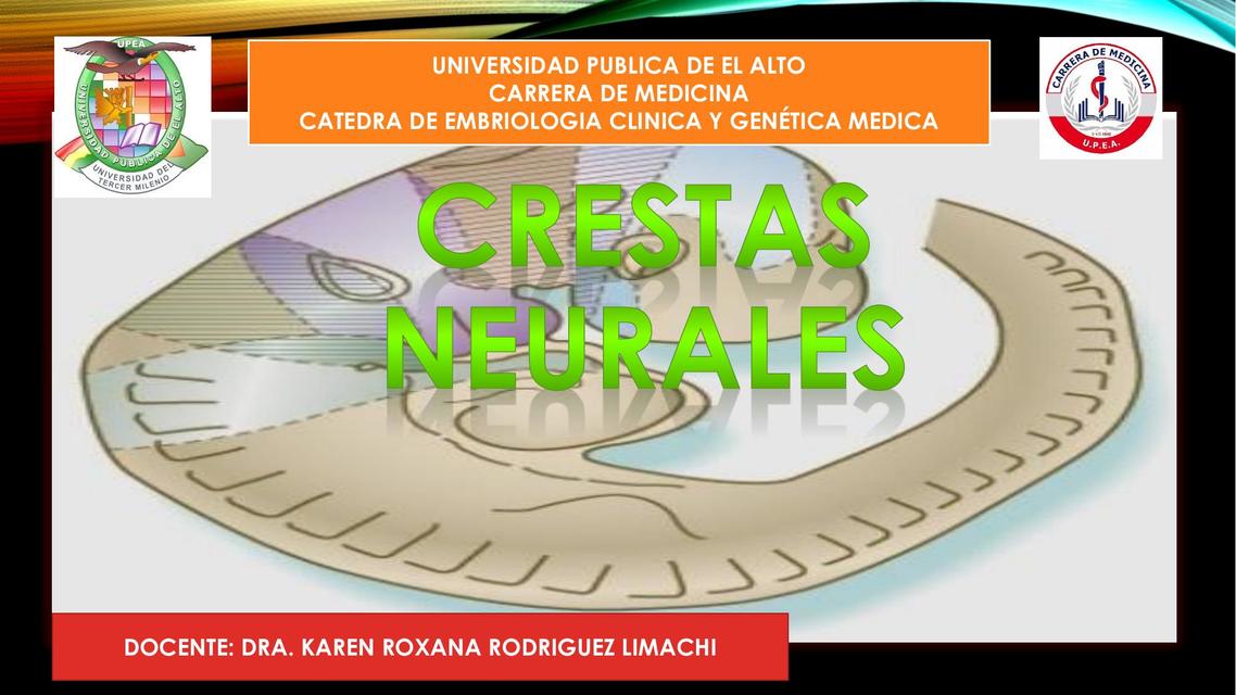 Crestas Neurales | Sylar Frnck | uDocz