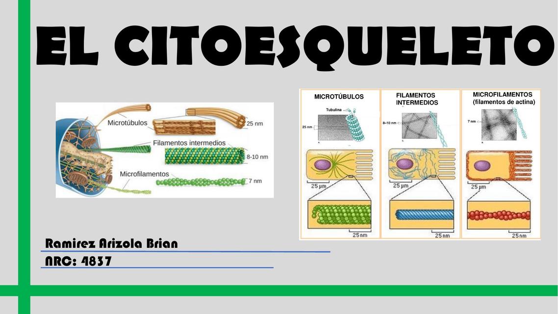 El Citoesqueleto | Brian Ramirez Arizola | uDocz