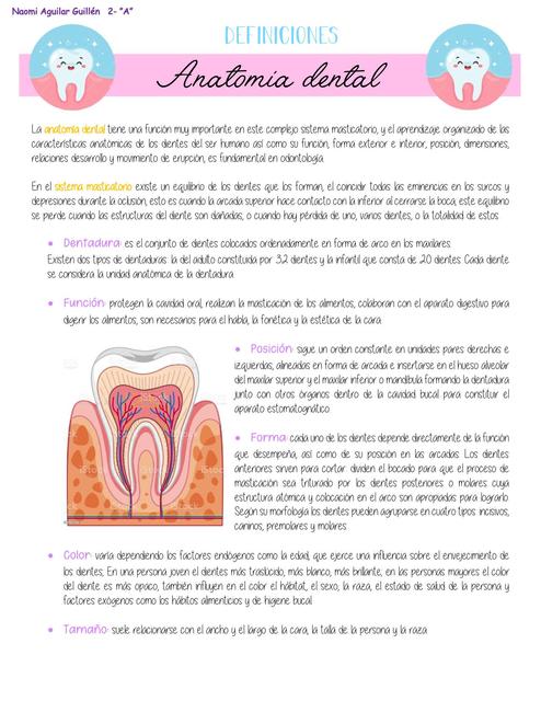 ANATOMIA DENTAL | uDocz