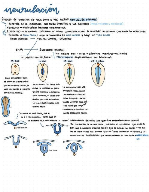 Neurulación | uDocz