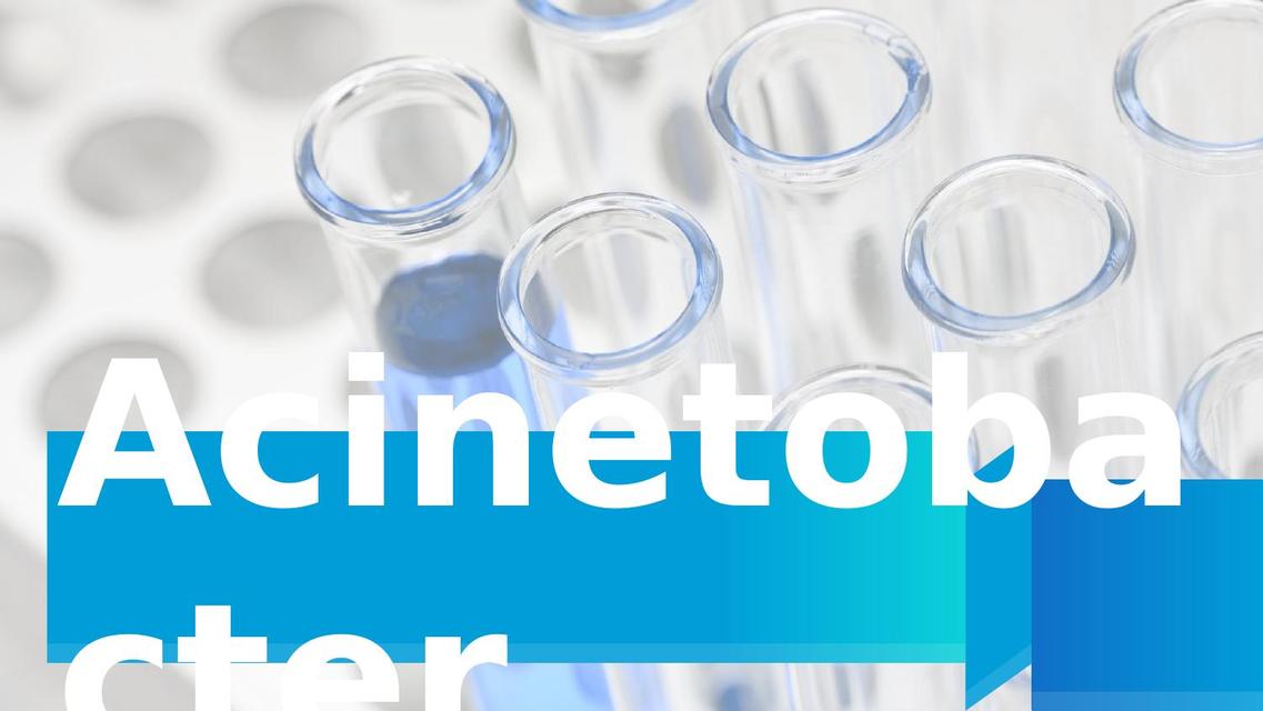 Acinetobacter | Busca y descarga apuntes gratis | uDocz