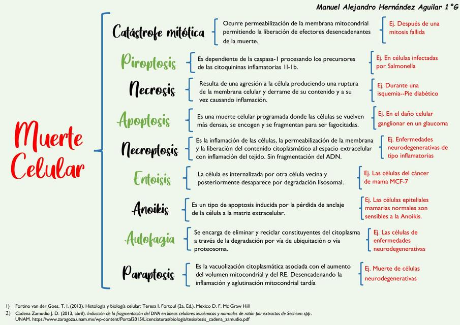 Muerte Celular | Ale Hernández | uDocz