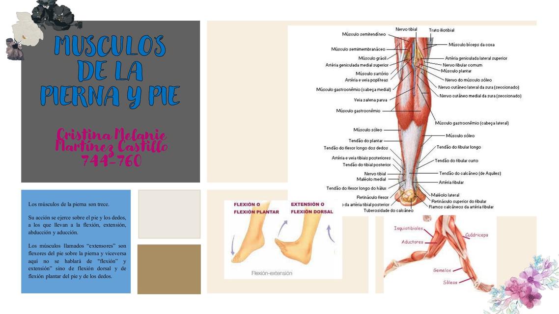 Resúmenes de Músculos de la pierna | Descarga apuntes de Músculos de la ...