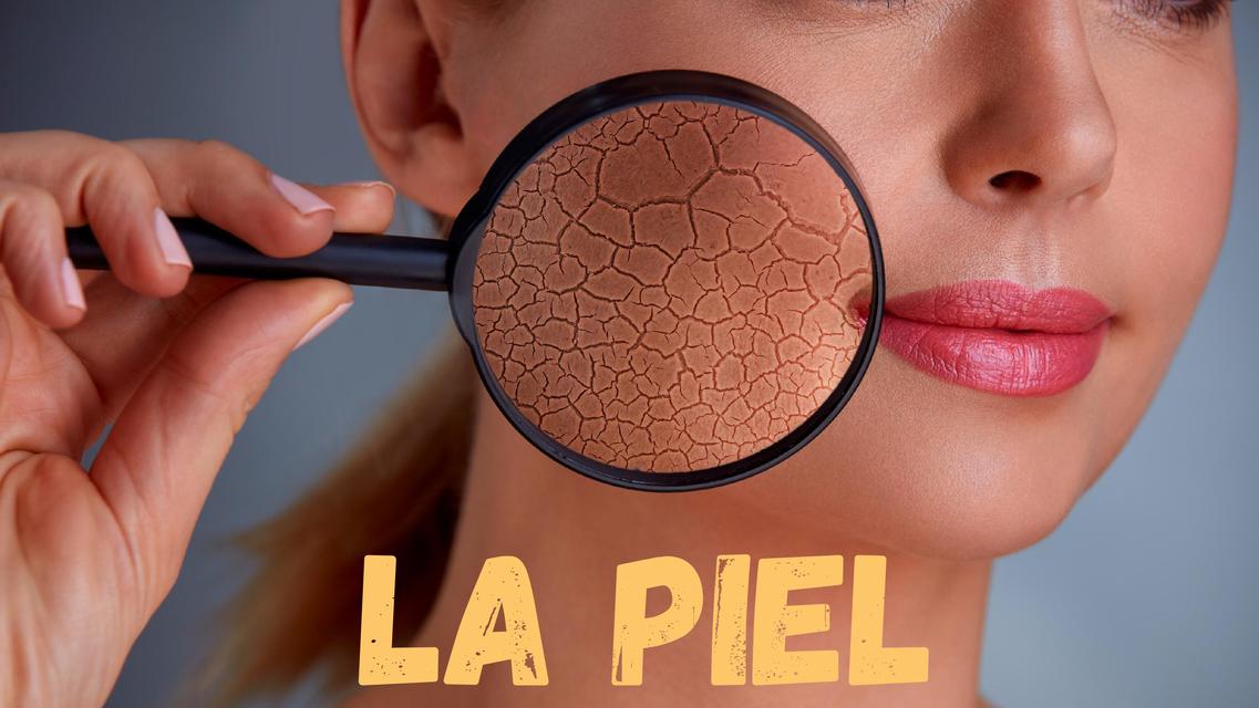 La piel (Generalidades) | El palacio de los dientes 🦷 | uDocz