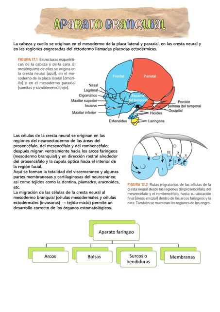 Aparato Branquial | Johanna Mendoza Costilla | uDocz