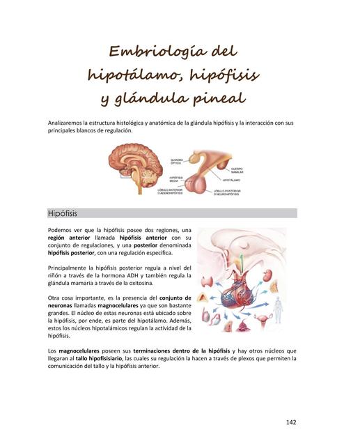 Embriología Del Hipotálamo Hipófisis Y Glándula Pineal Camivasquezu