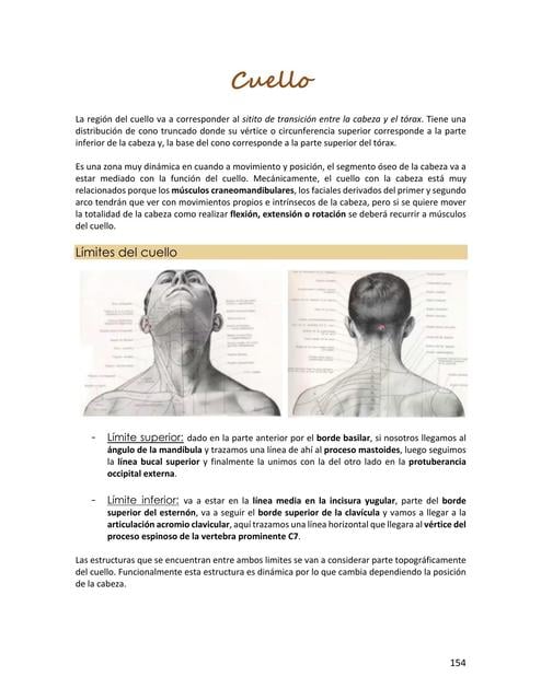 Resúmenes de Región del cuello | Descarga apuntes de Región del cuello