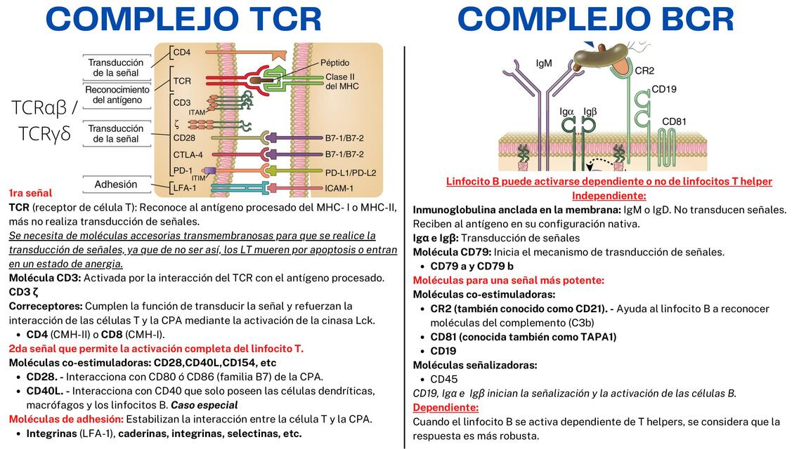 Receptor de la célula B y T (TCR y BCR)