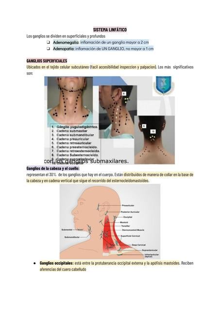 Sistema linfático