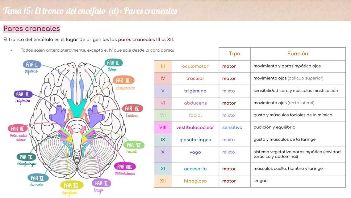 Pares craneales | uDocz