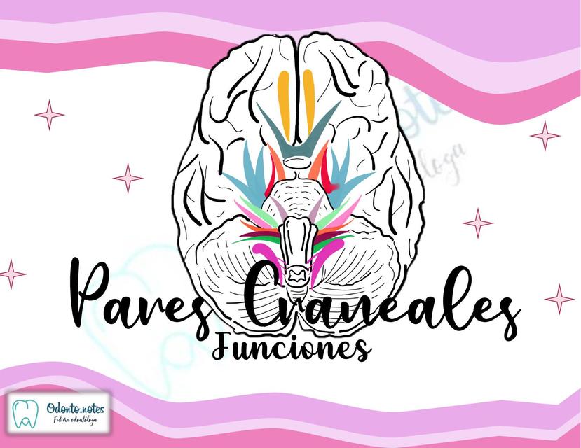 Pares craneales | uDocz