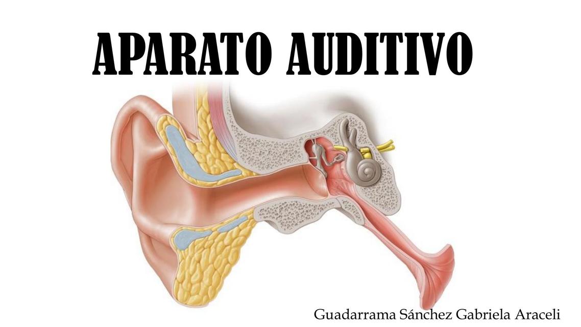 Neuroanatomía | uDocz