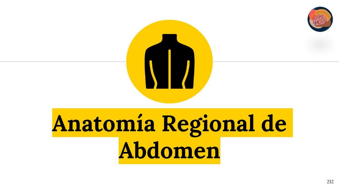 Anatomía Regional del Abdomen | Dra.Brodmann | uDocz