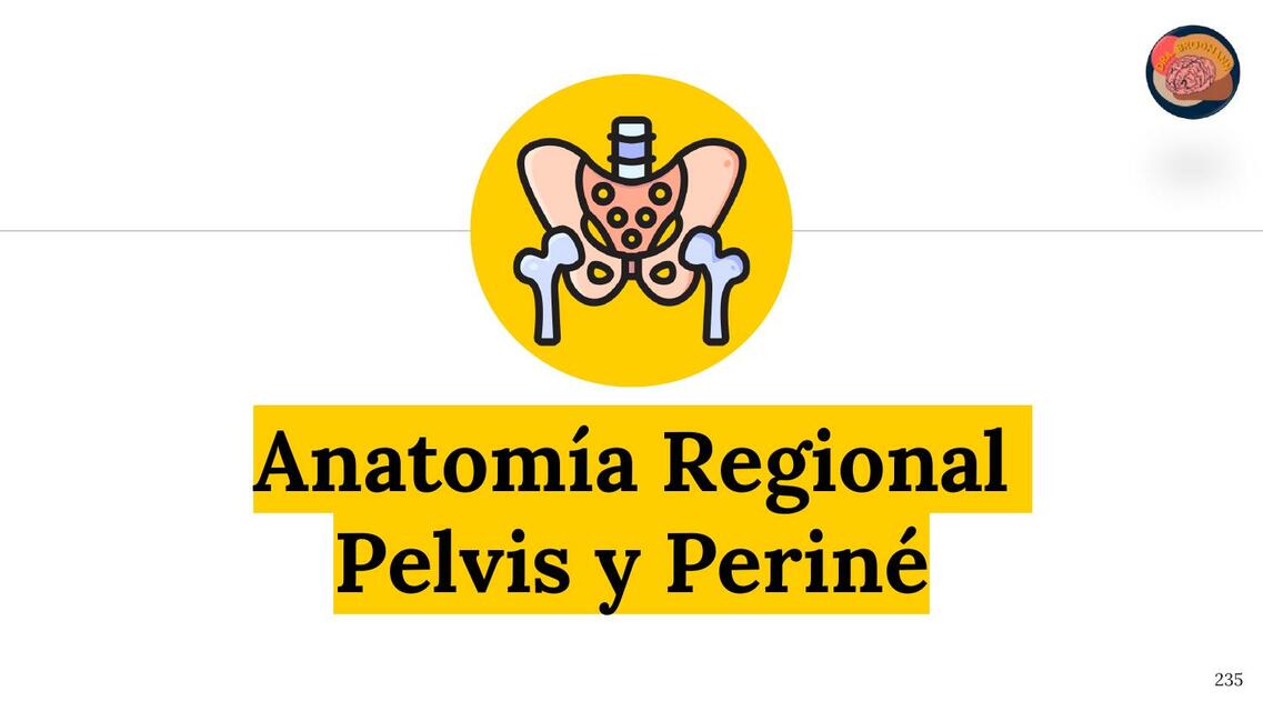 Anatomía Regional de Pelvis y Periné | Dra.Brodmann | uDocz