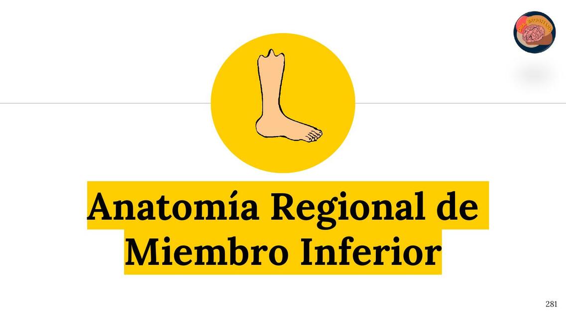 Anatomía Regional de Miembro Inferior | Dra.Brodmann | uDocz