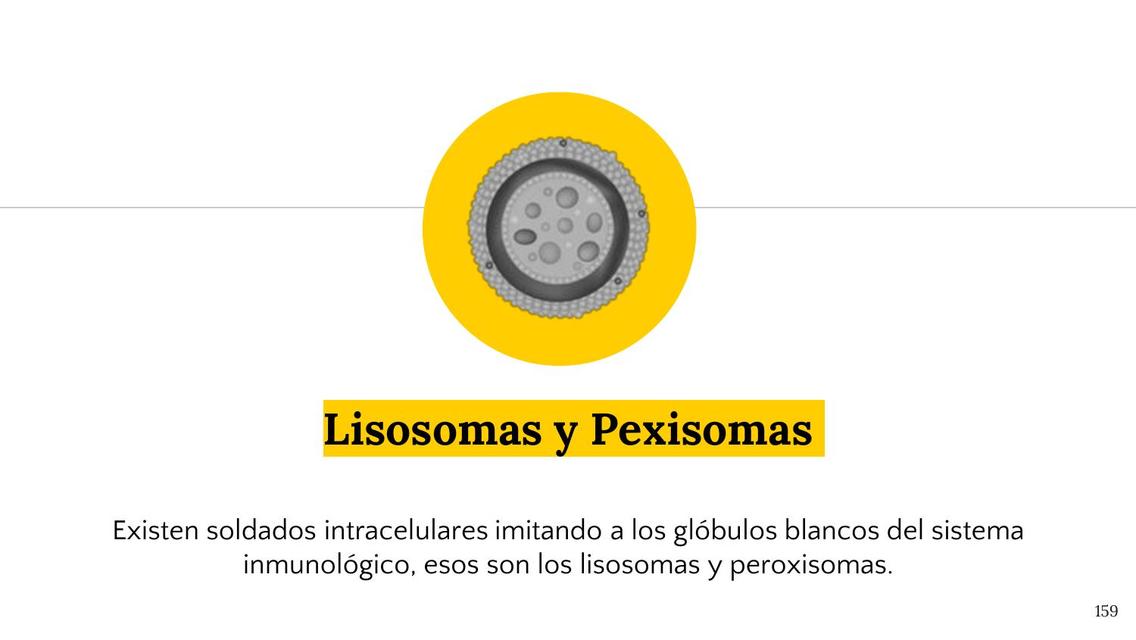 Lisosomas y peroxisomas | Dra.Brodmann | uDocz
