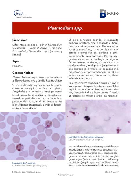 Plasmodium Spp | Mario Santos | uDocz