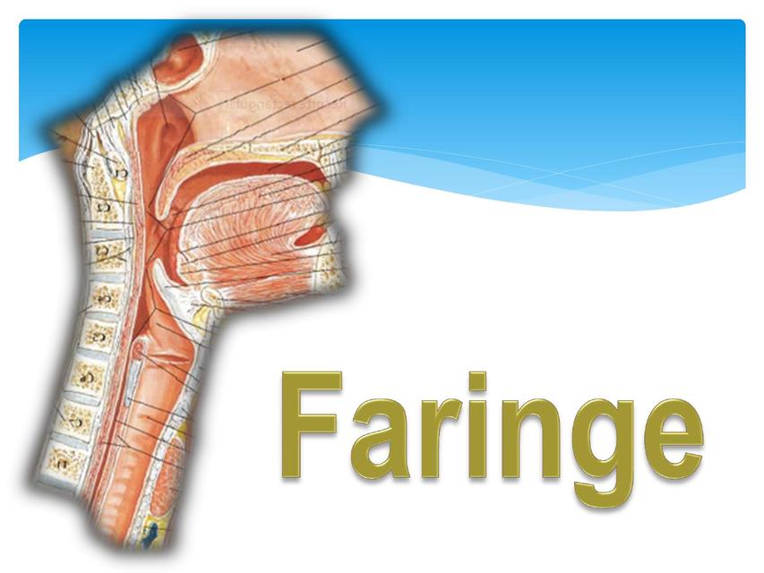 Faringe | Fran . | uDocz