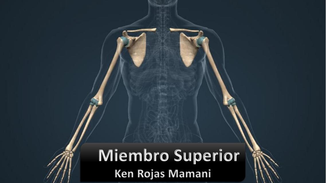 Anatomía del Miembro Superior | Ken Rojas | uDocz