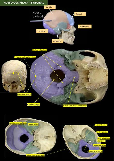 Atlas de Cabeza | Ken Rojas | uDocz