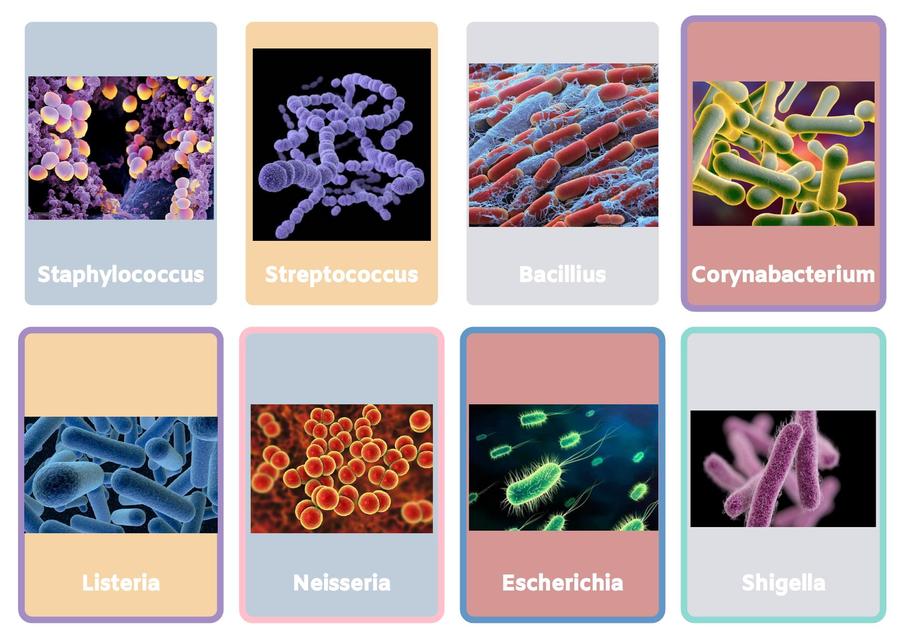 Flashcards de bacterias