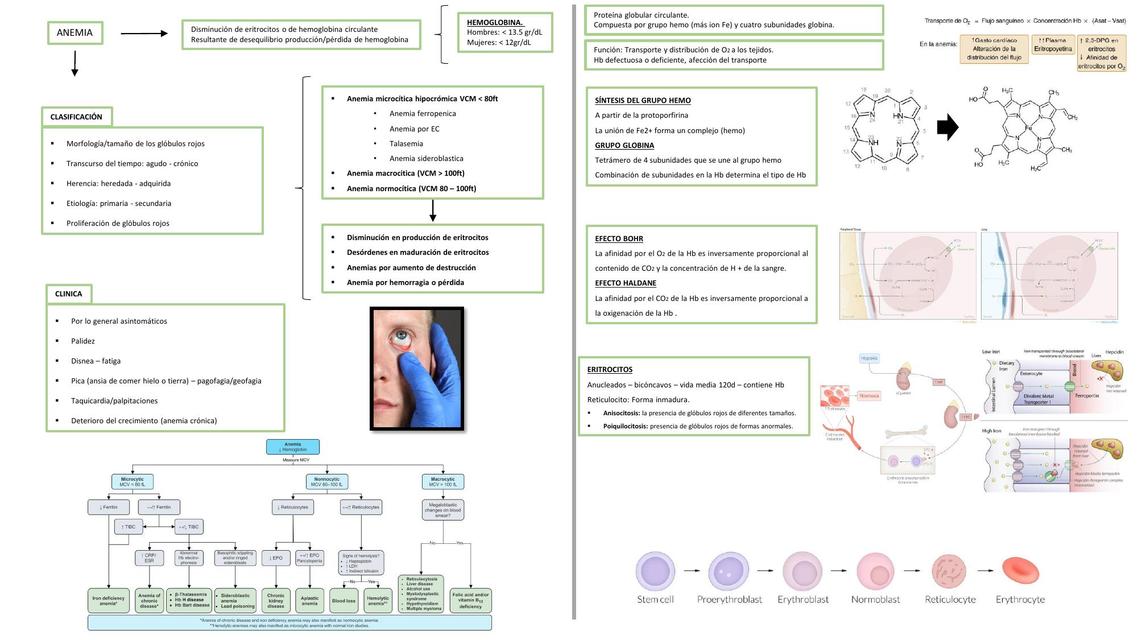 Resúmenes de Anemia microcítica | Descarga apuntes de Anemia microcítica