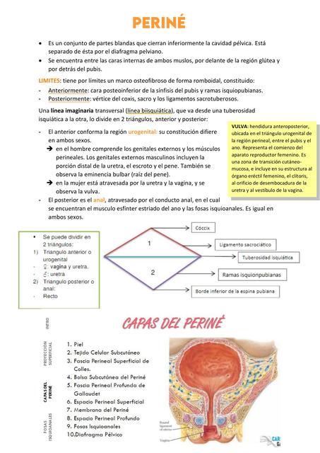 Periné | luisiifranco | uDocz