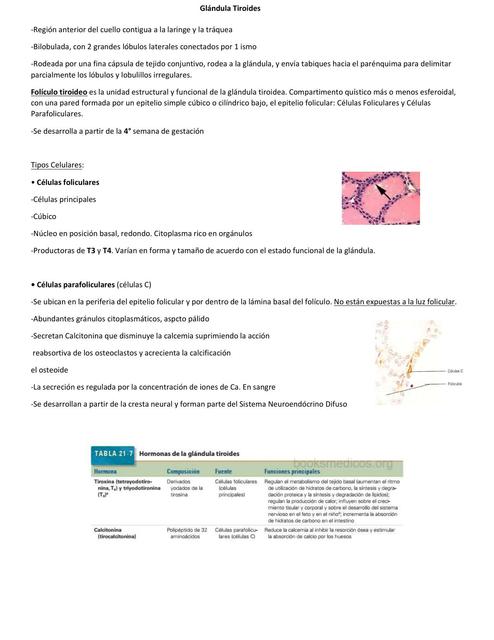 Glándula Tiroides Histología | Patricia Gamarra | uDocz