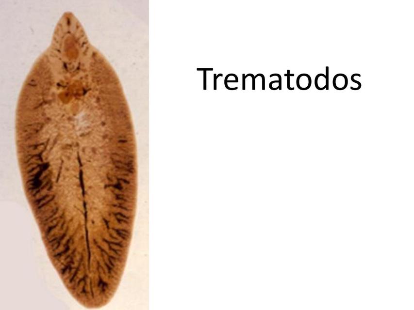 Trematodos