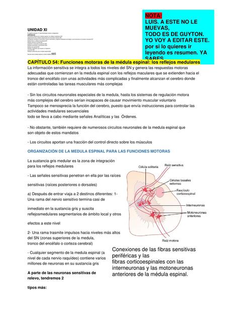Funciones Motoras de la Médula Espinal: Los Reflejos Medulares | LINDA MENDEZ | uDocz
