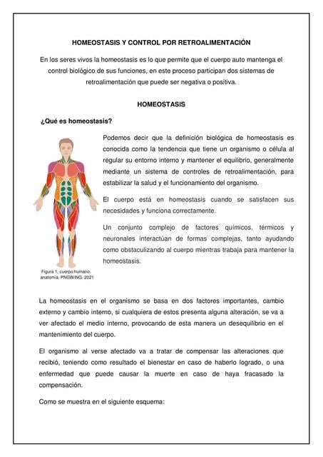 Ejemplos De Bucles De Retroalimentación En El Cuerpo Humano
