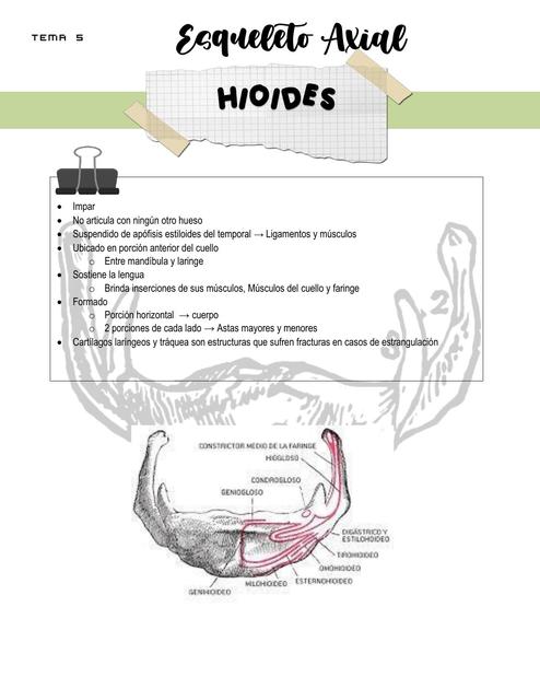 Hueso hioides | ChuyMed: Paola S. Frauz | uDocz
