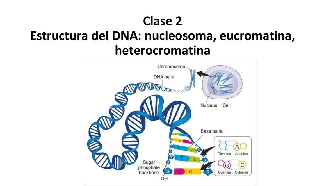 Estructura del DNA nucleosoma eucromatina heterocromatina | Laura María ...