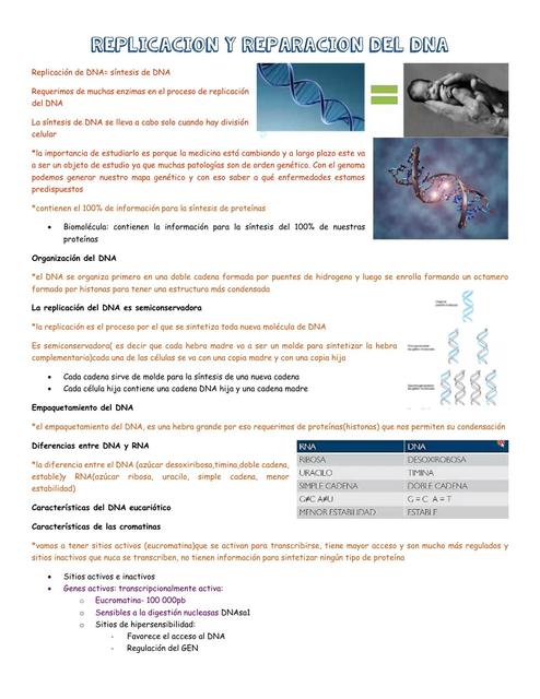 Replicación y reparación del ADN | Damaris Quispe Paredes | uDocz