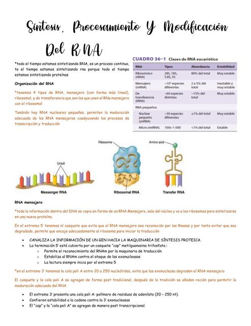 Síntesis procesamiento y modificacion del RNA | Damaris Quispe Paredes ...